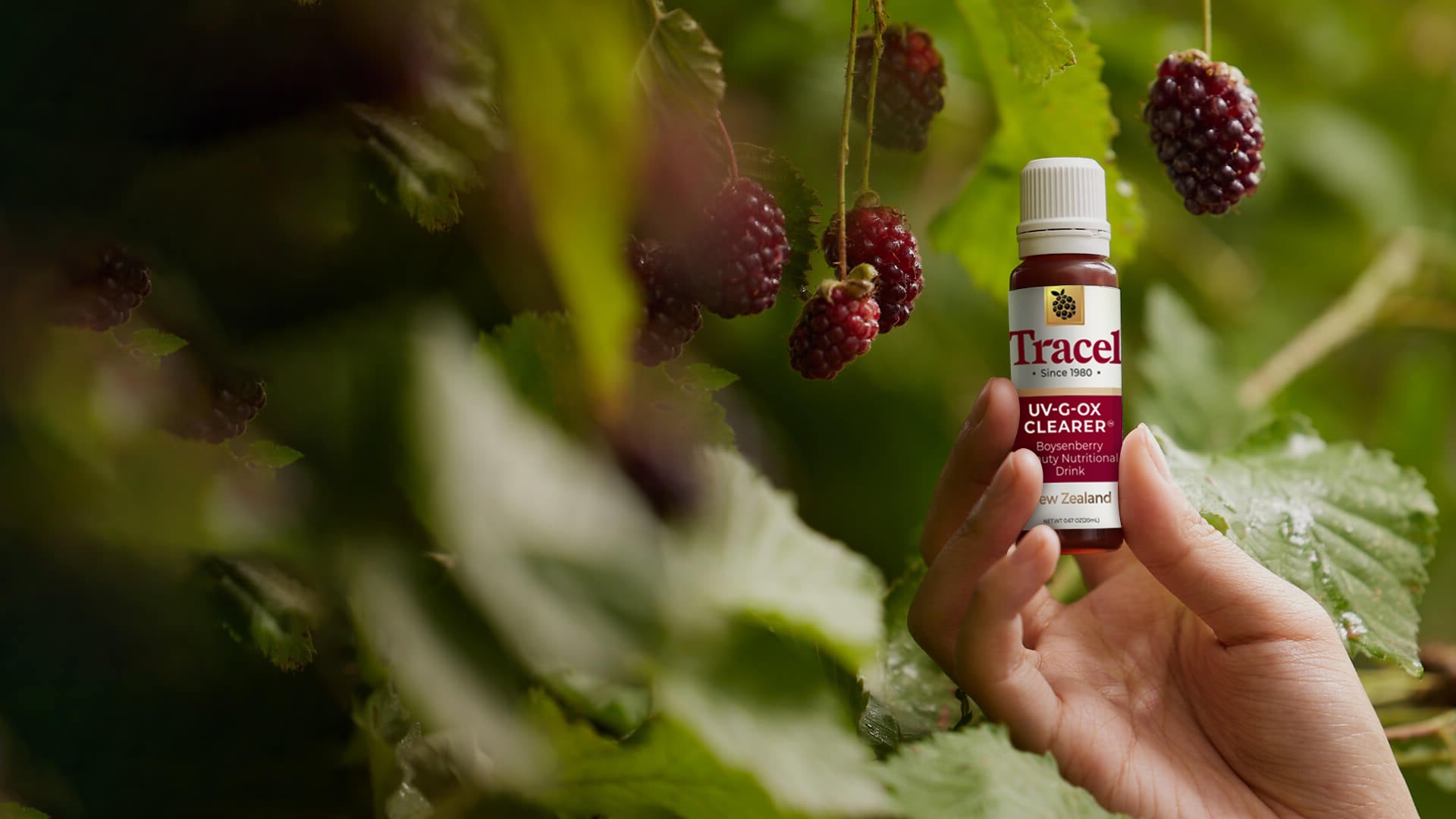 Boysenberry Benefits – Tracel Health